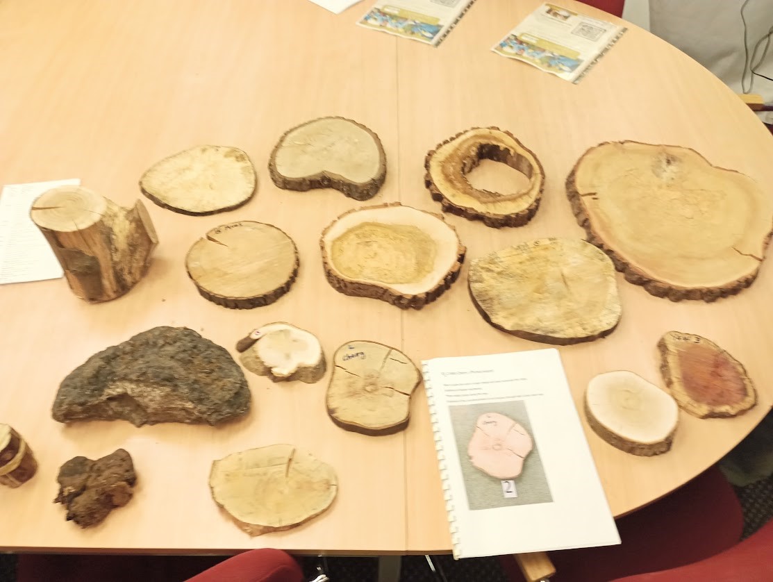 Let's talk about trees: How did it go? - Birmingham TreePeople